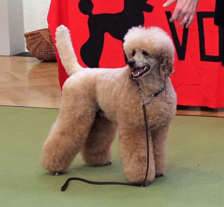 Apricotfarbener gesunder Kleinpudelrüde für die Zucht