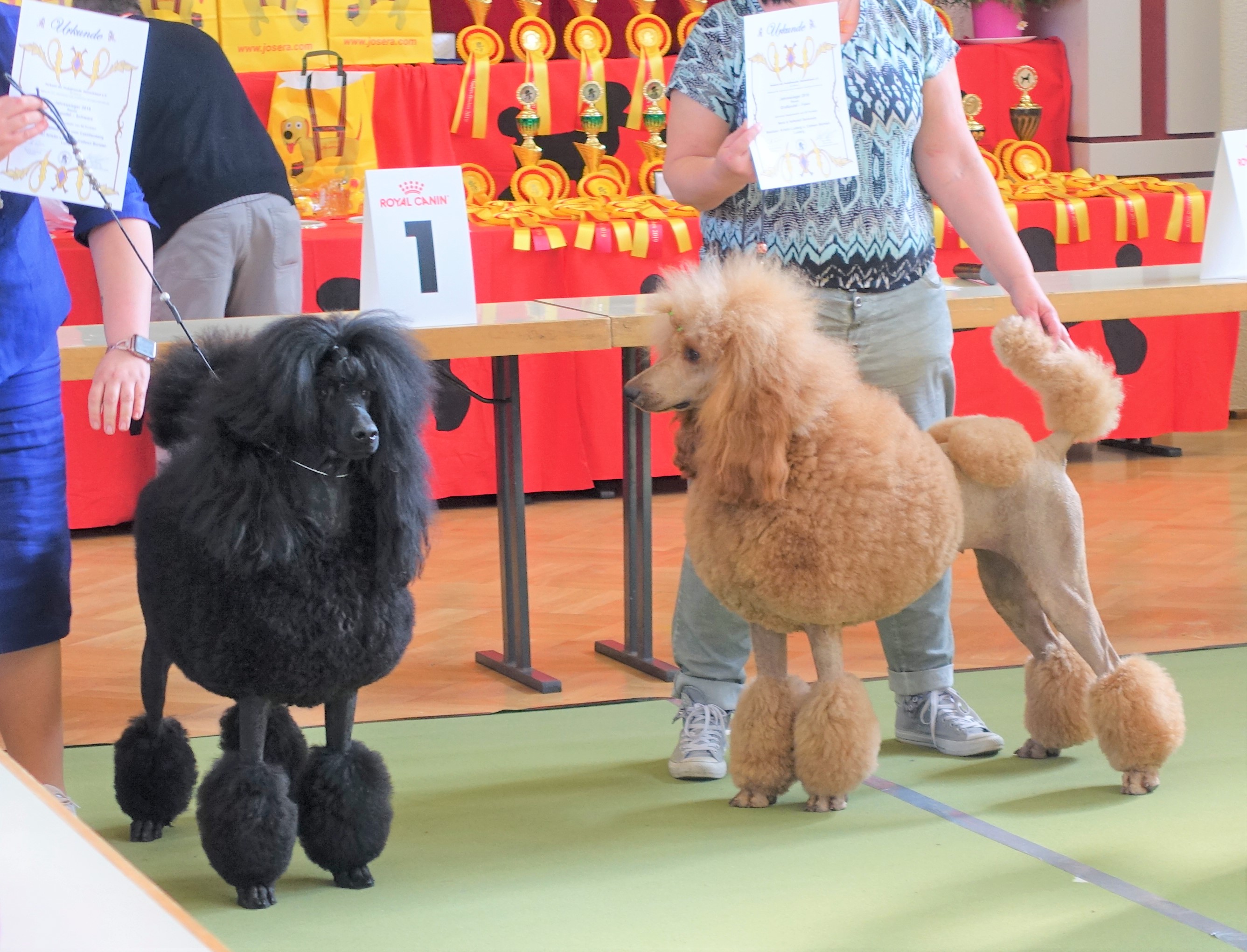 Pudelausstellung in Baden-Baden März 2019 - Merlin-Pudel.de